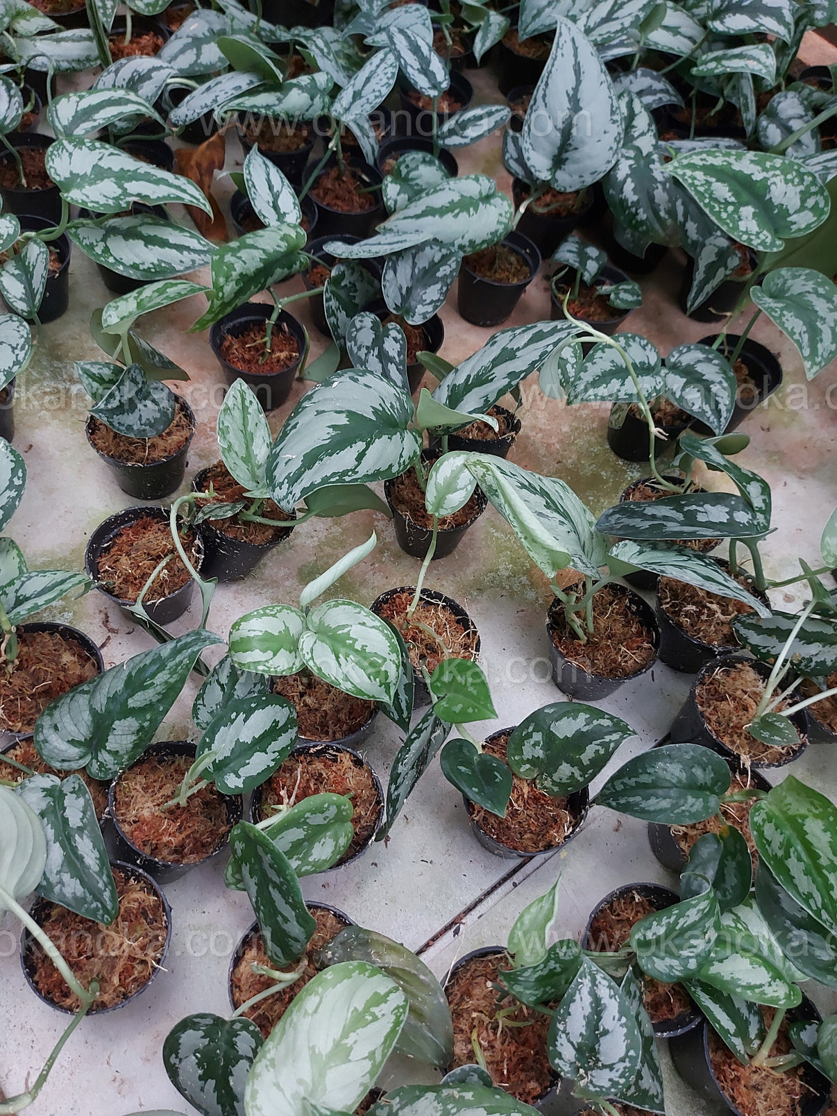 US Store - Scindapsus Silver Black – Okanoka