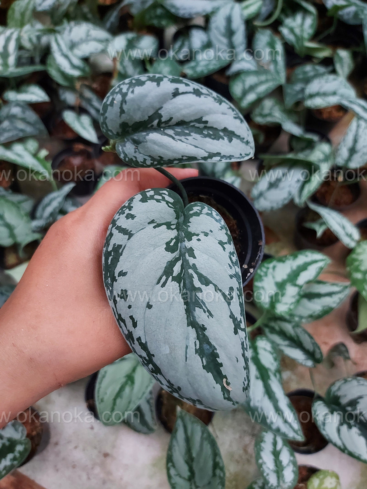 US Store - Scindapsus Silver Black – Okanoka