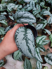 US Store - Scindapsus Silver Black – Okanoka
