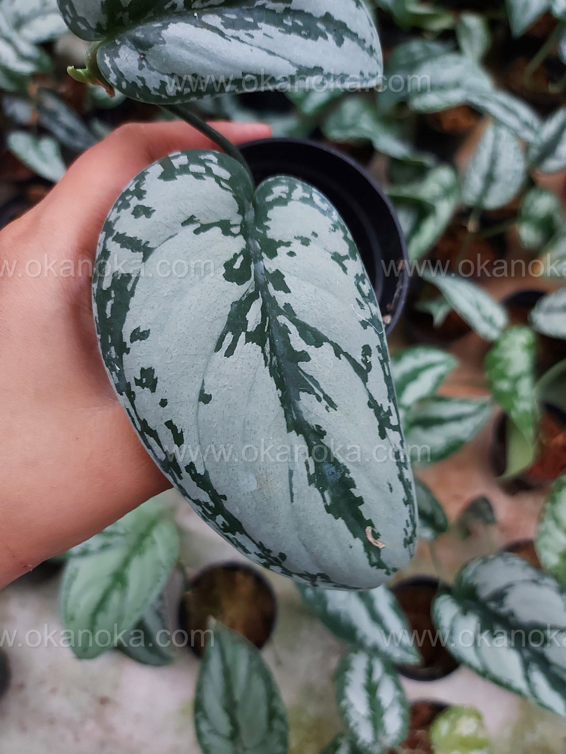 US Store - Scindapsus Silver Black – Okanoka