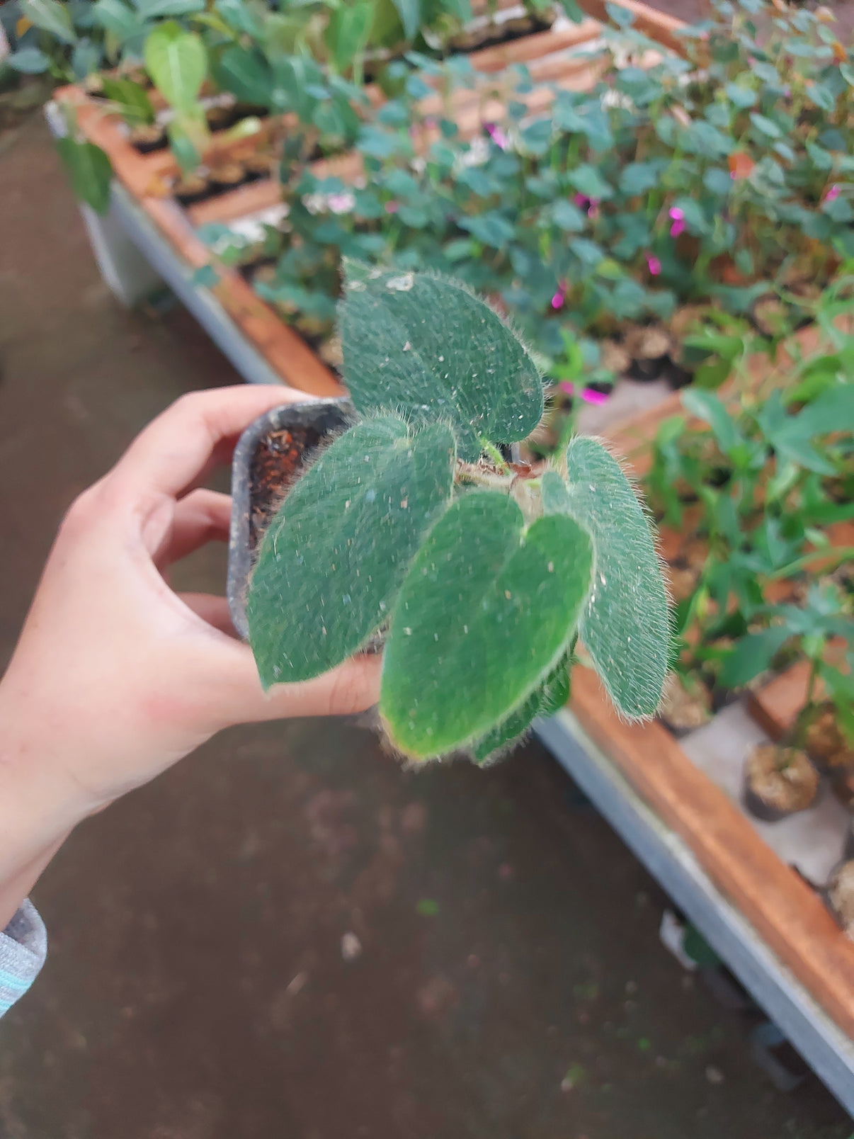 US Store - Ficus Villosa rare hairy climbing plant – Okanoka