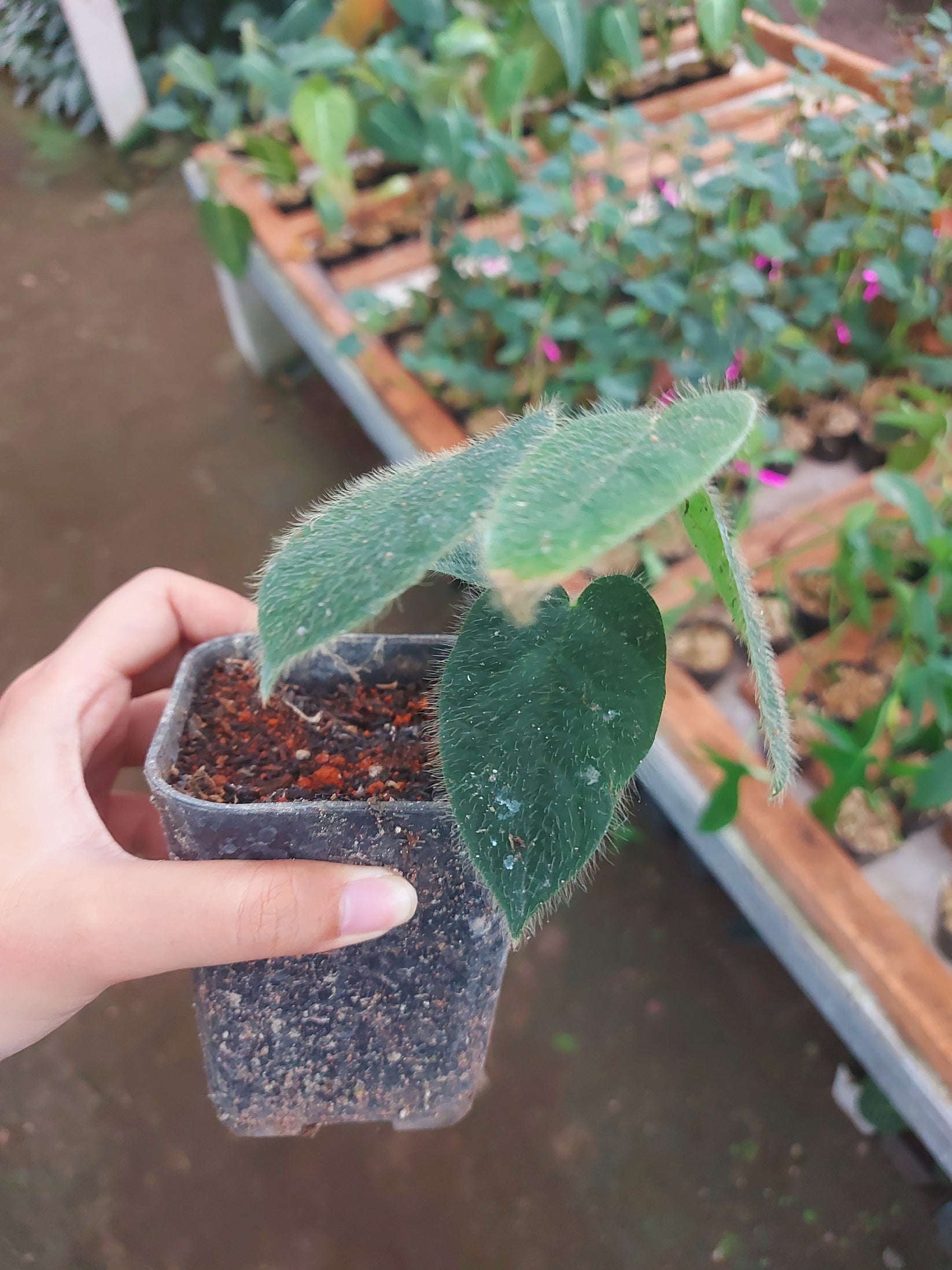 US Store - Ficus Villosa rare hairy climbing plant – Okanoka