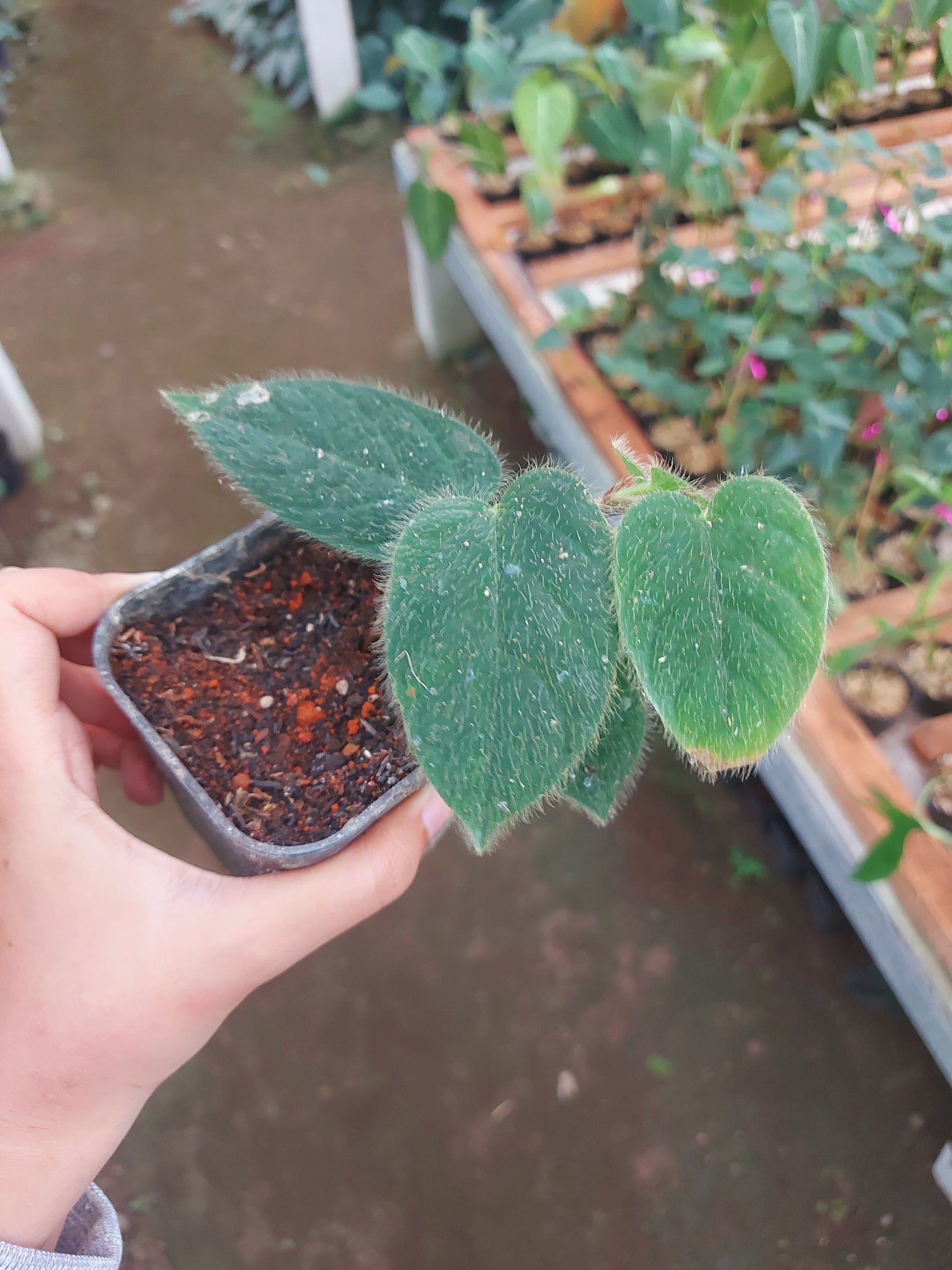 US Store - Ficus Villosa rare hairy climbing plant – Okanoka