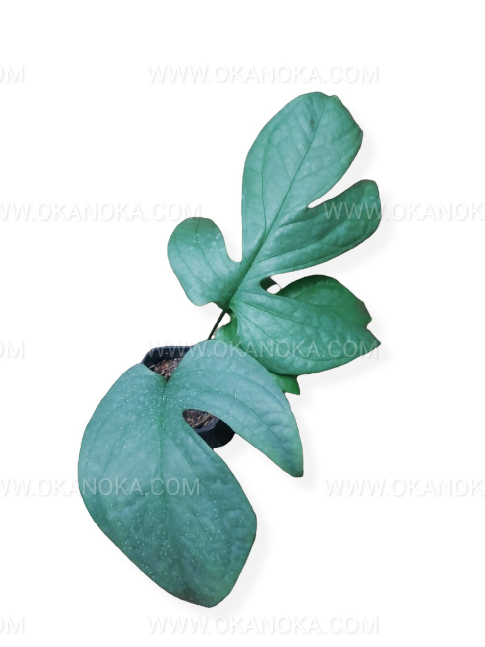US Store - Amydrium Silver Fenestrate Leaves – Okanoka