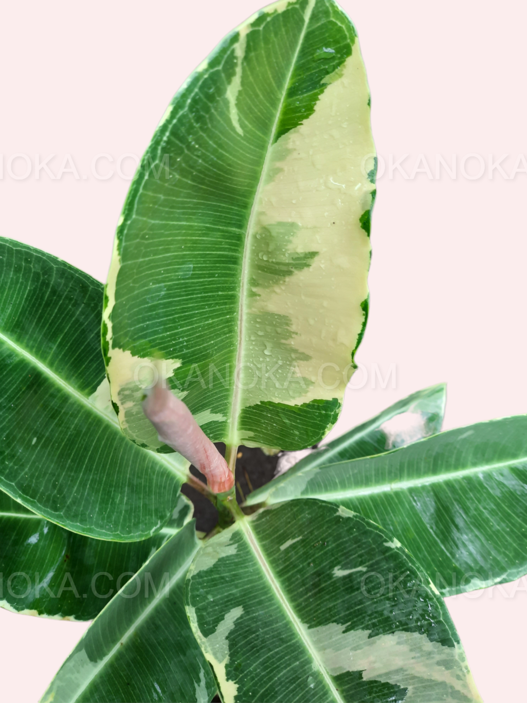 Ficus Elastica Variegated Rubber Plant – Okanoka