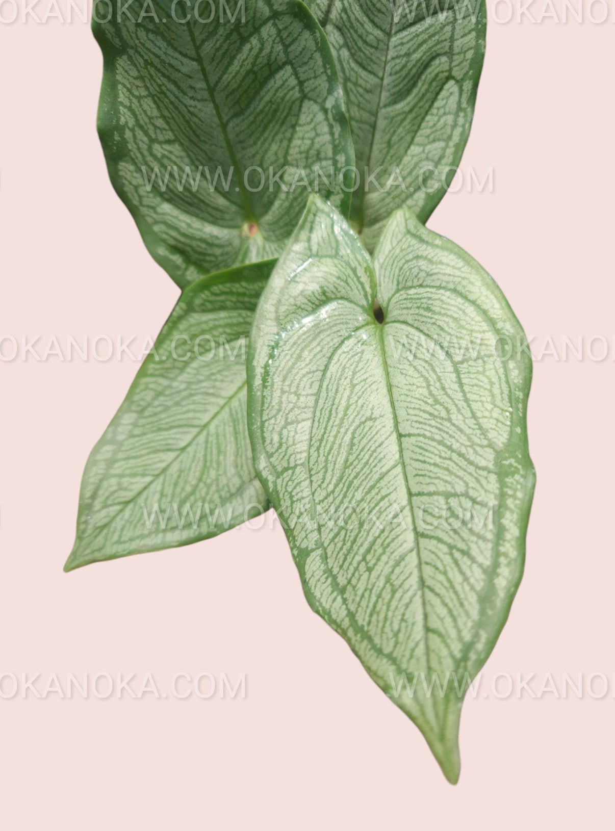 Hapaline Silver – Okanoka