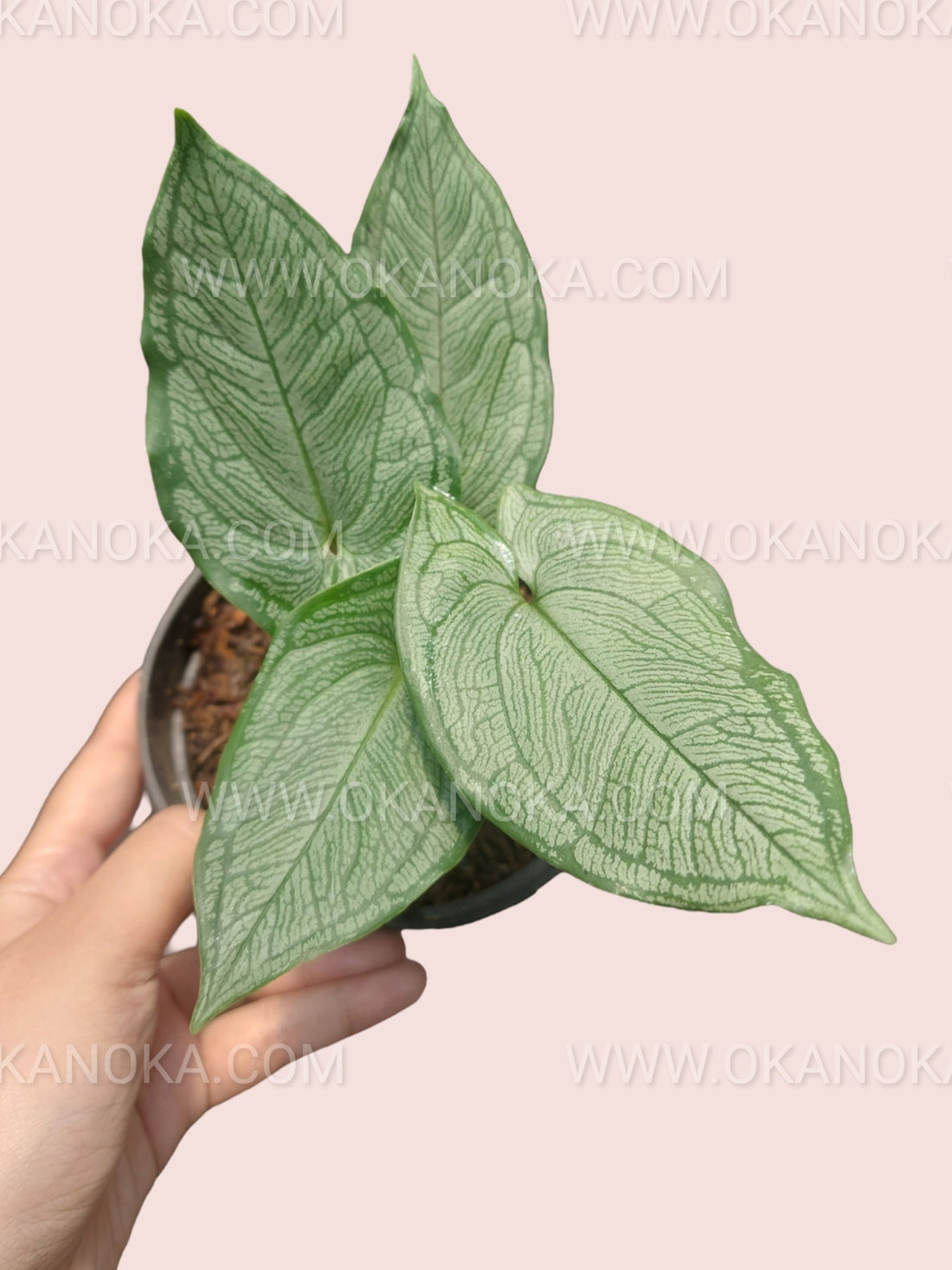 Hapaline Silver – Okanoka