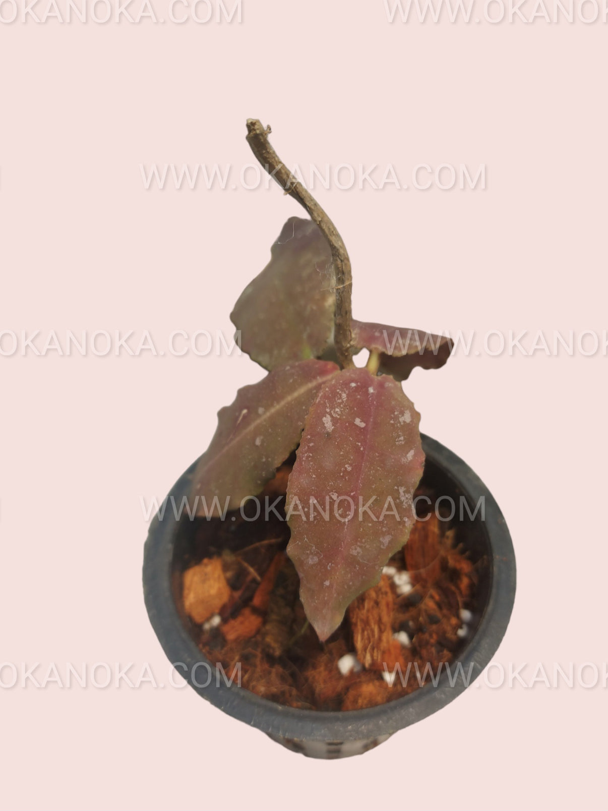 Hoya Undulata Red – Okanoka